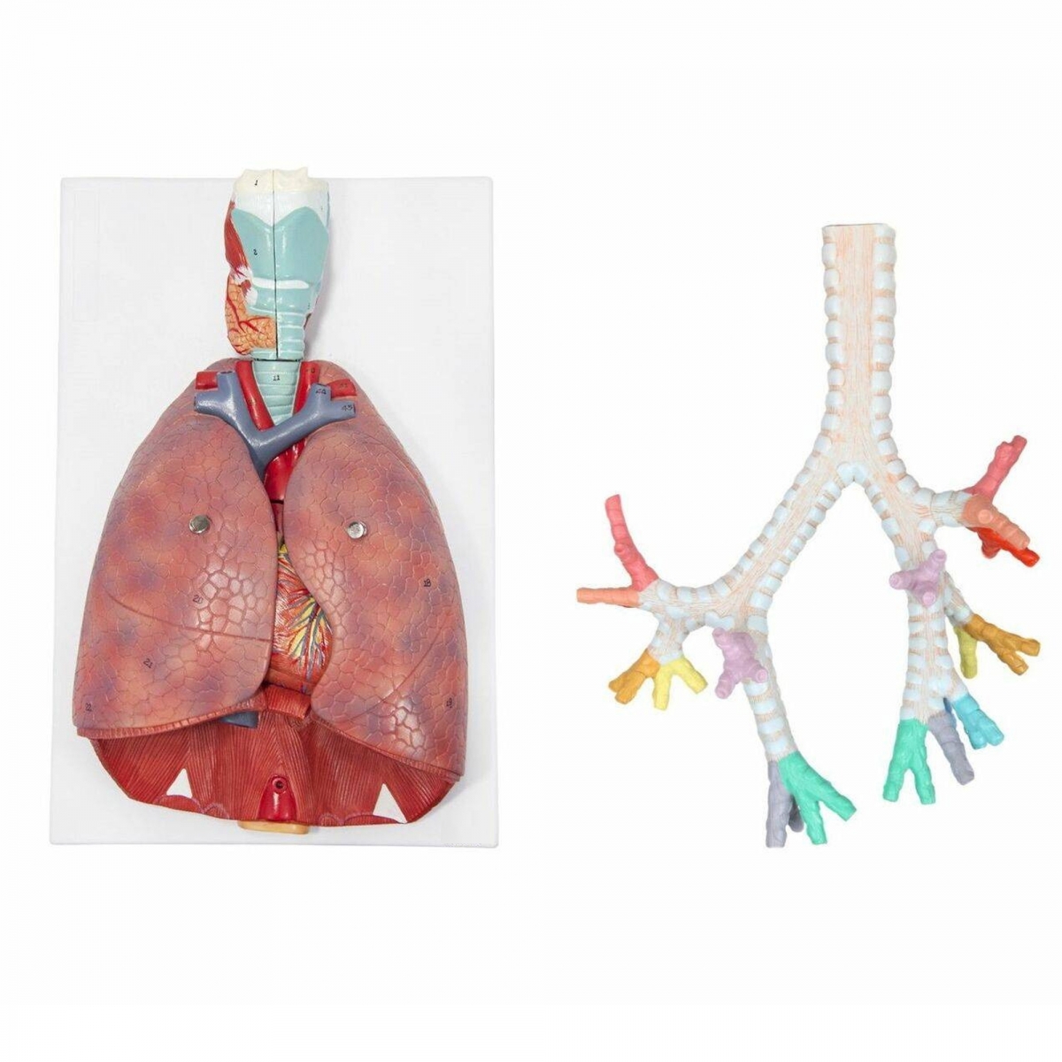 MYASKRO Lung Anatomy Model Set